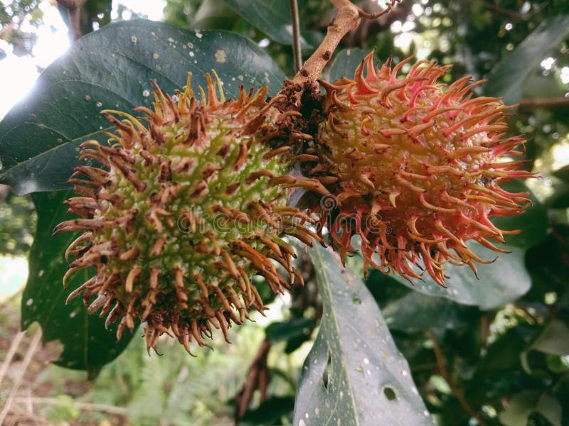 Rambutan Fruit in the Ripening Process Stock Photo - Image of reddish ...