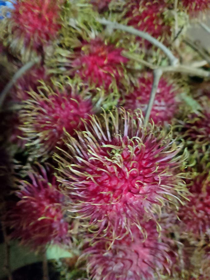 The Rambutan Fruit is Red with Thick, Hairy Spines. Stock Image - Image ...