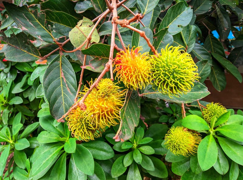 The Rambutan Fruit that is Still Hanging on the Tree Branch Looks so ...