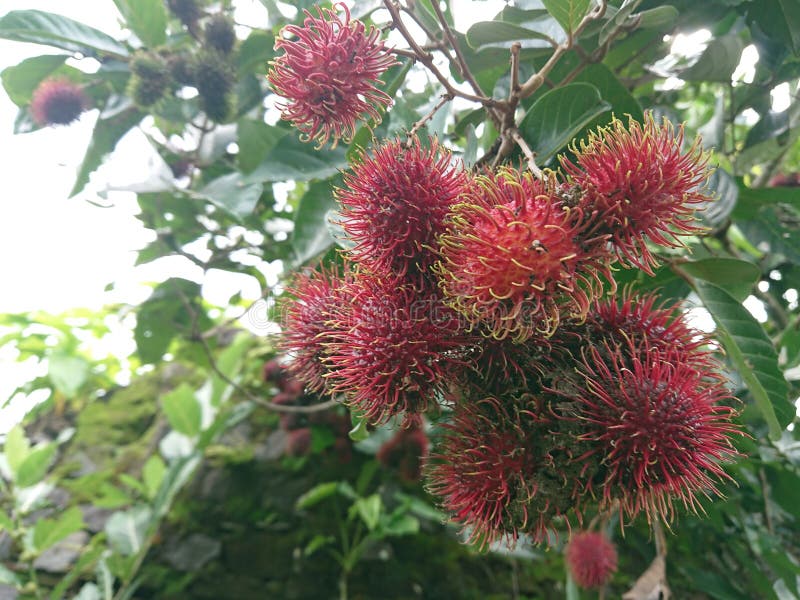 Rambutan Flower