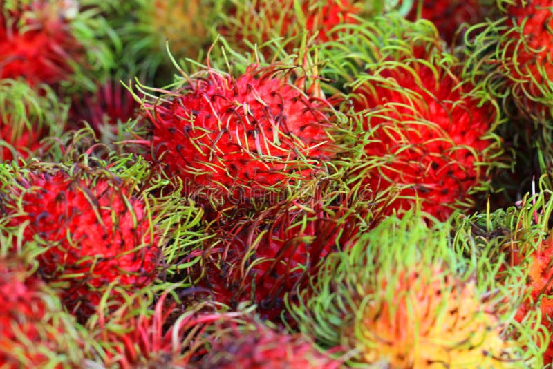Rambutan texture stock photo. Image of fruit, tropical - 24763994