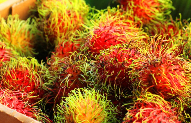 Rambutan texture stock photo. Image of fruit, tropical - 24763994