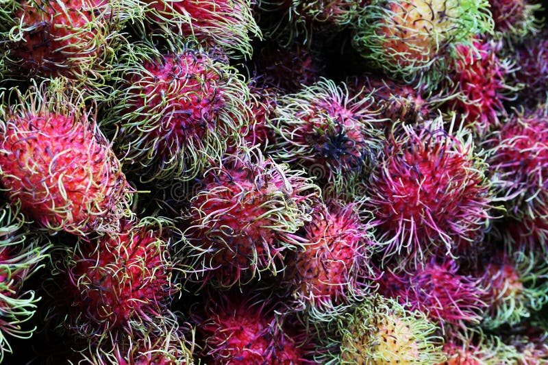 Rambutan texture stock photo. Image of fruit, tropical - 24763994
