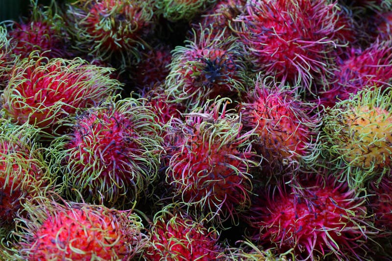 Rambutan texture stock photo. Image of fruit, tropical - 24763994