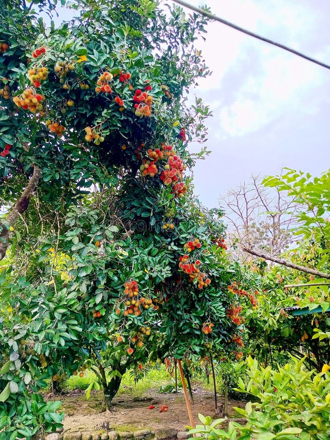 Rambutan fruit tree stock photo. Image of sweet, like - 382197504