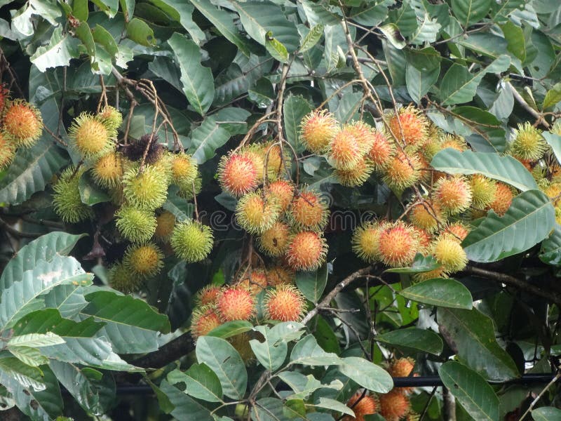 Rambutan fruit on the tree stock image. Image of closeup - 101489961