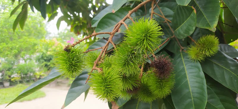 Rambutan Fruit Tree Not Ripe Still Green Stock Photos - Free & Royalty ...