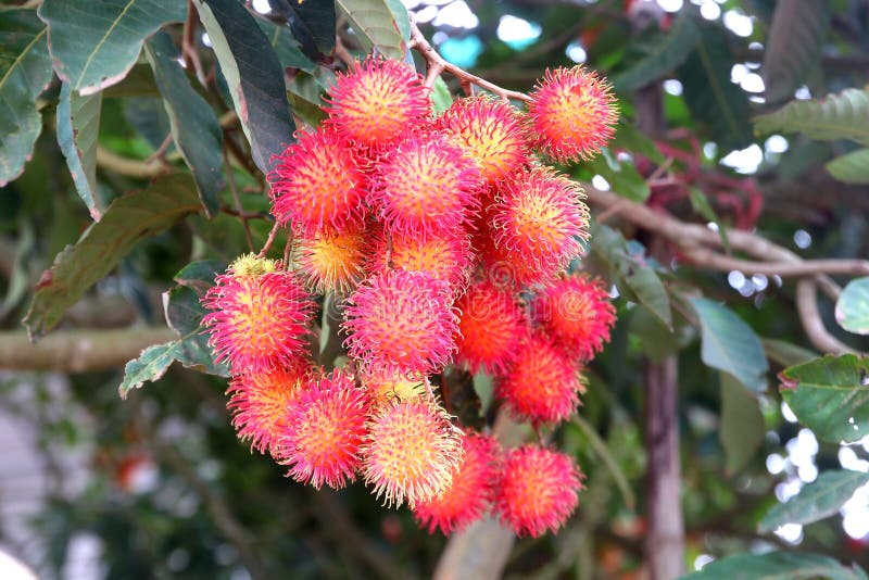 Rambutan fruit on tree stock image. Image of harvest - 185982523