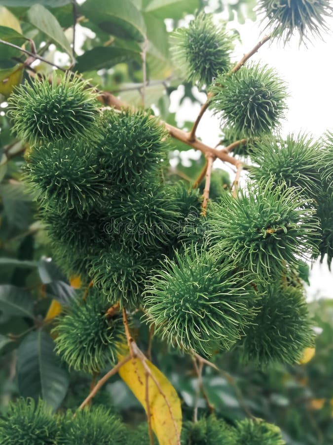 Rambutan in Green on a Tree. Rambutan is a Tropical Fruit. Stock Image ...