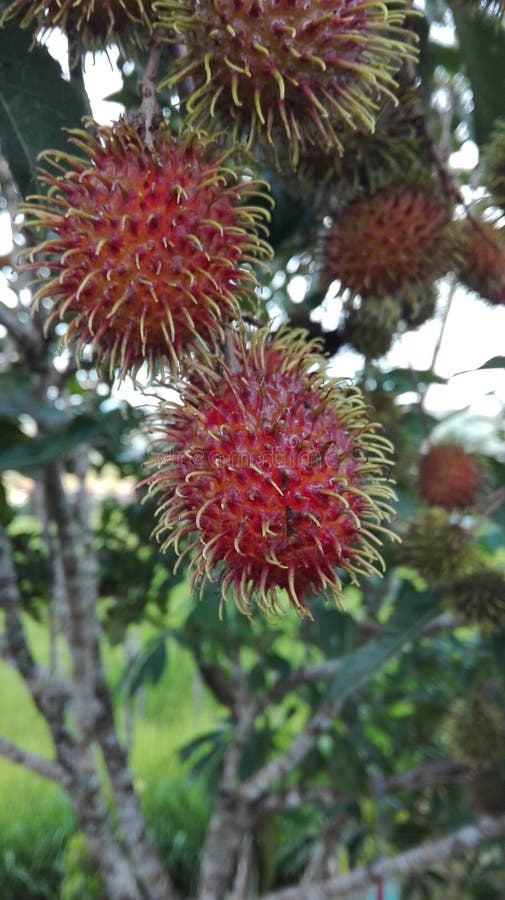 Rambutan or hairy fruit stock image. Image of malaysia - 75253029