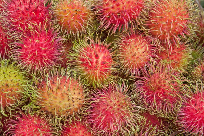 Rambutan or Hairy Fruit, Popular Fruit of Thailand Stock Photo - Image ...