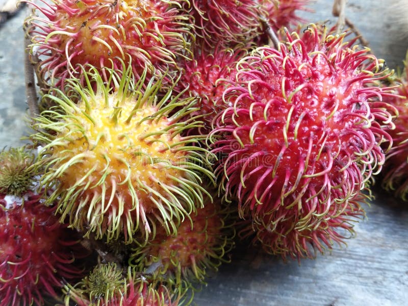 Rambutan is Indonesian Fruit Stock Photo - Image of tropical, fruit ...