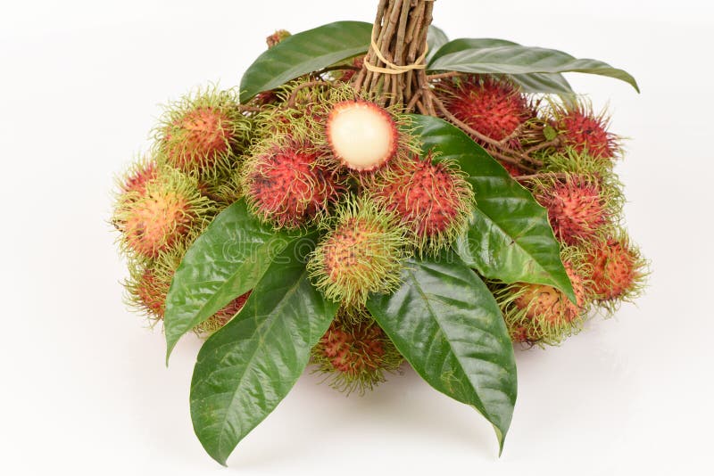 árbol De Rambutan Nefelio Lappaceum O Sapindaceae O Rambutan Foto de ...