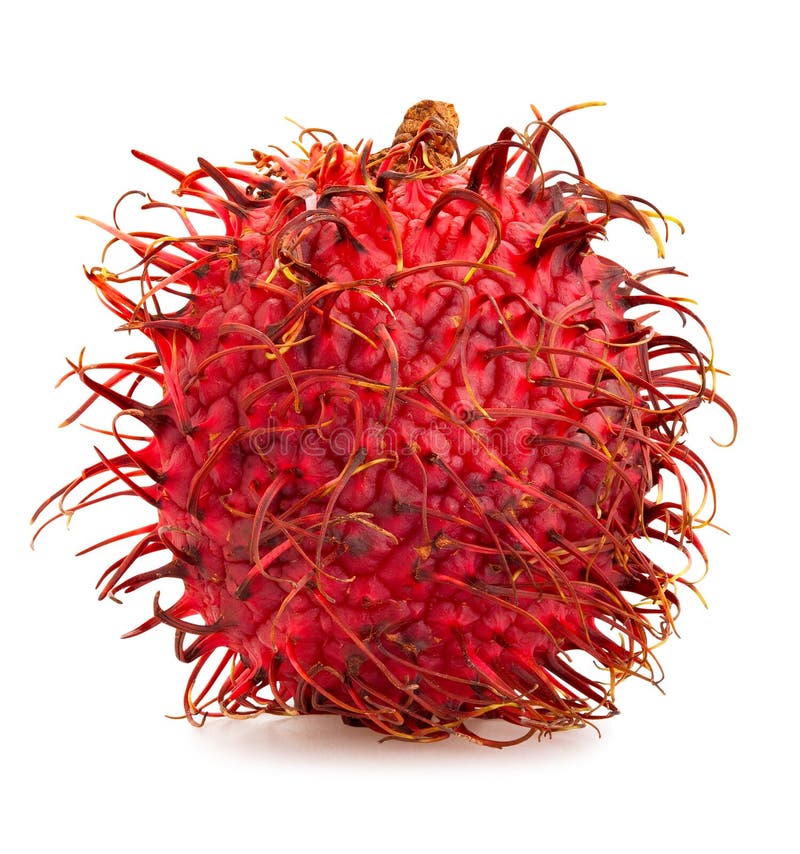 Rambutan stock image. Image of single, rambutan, fruit - 162480269