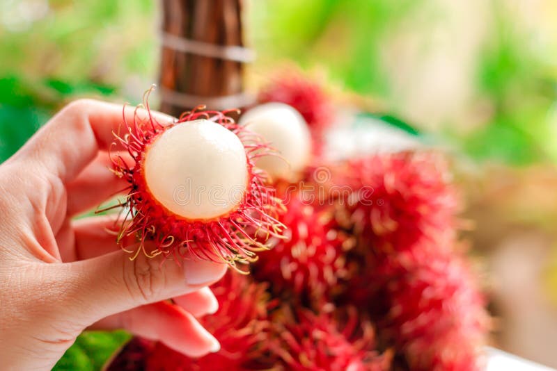 Rambutan peels off half. stock image. Image of diet, food - 57373171