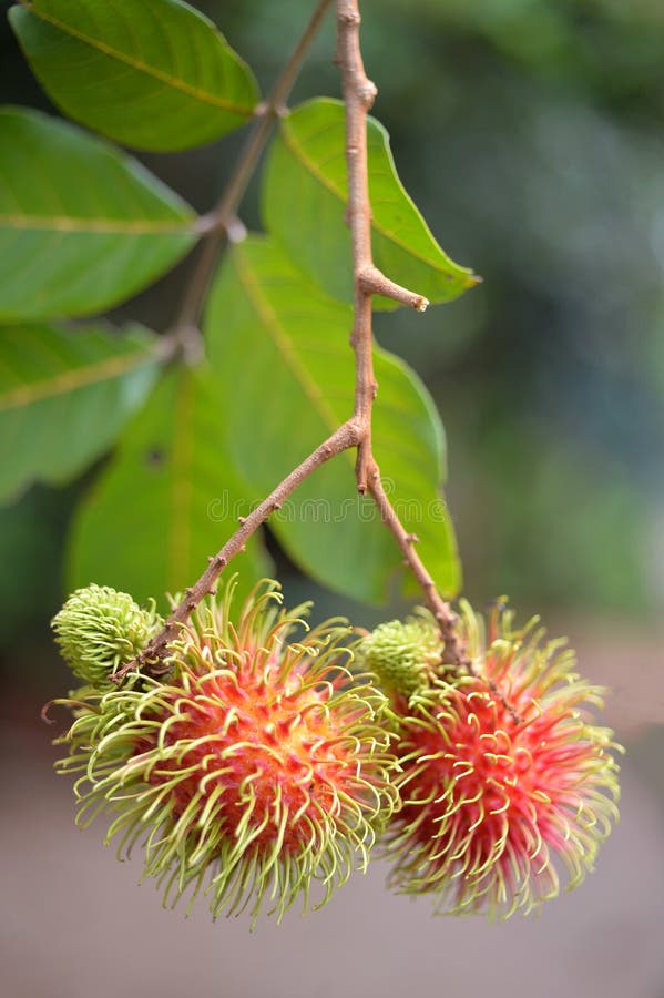 Rambutan stock photo. Image of plantation, natural, delicious - 73426570