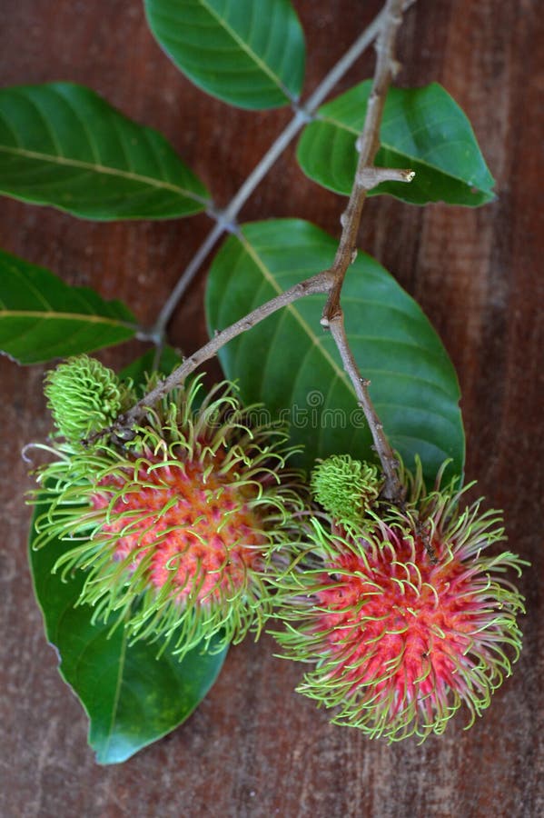 Rambutan stock image. Image of agriculture, freshness - 75622041