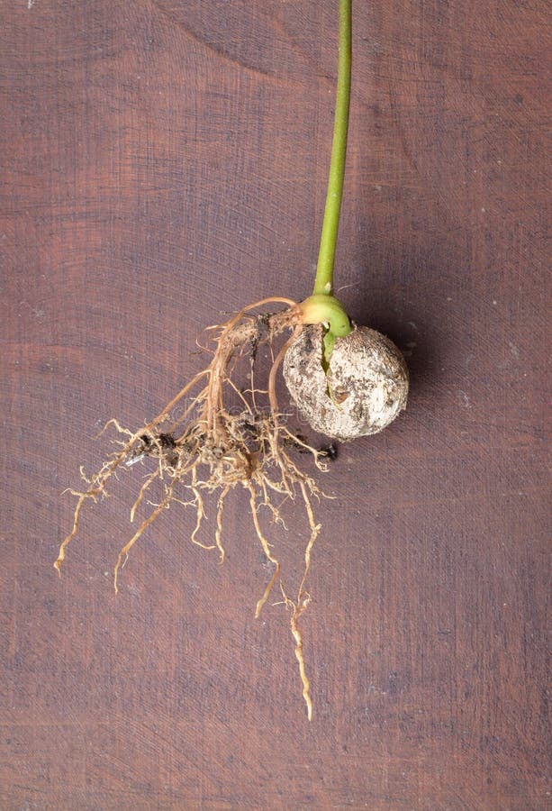 Rambutan Seed Sprout, Plant Growing Process, Fresh Roots on a Wooden ...