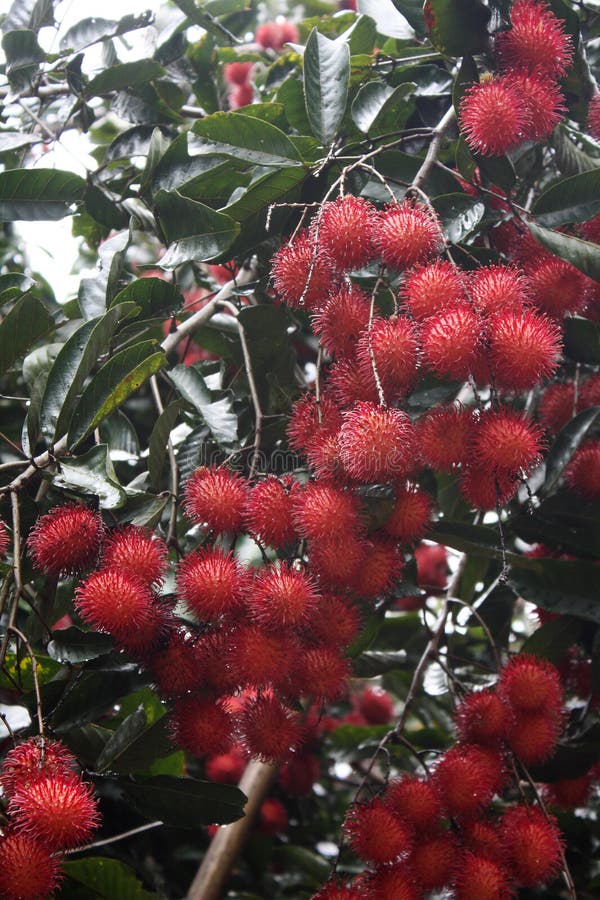 Rambutan on the tree stock photo. Image of freshness - 40212576