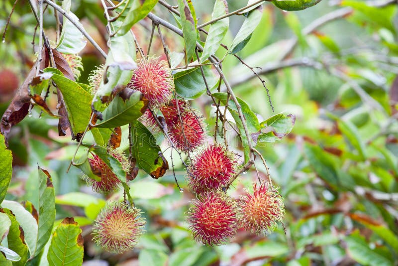 Rambutan on tree stock image. Image of agriculture, nutrition - 54939005