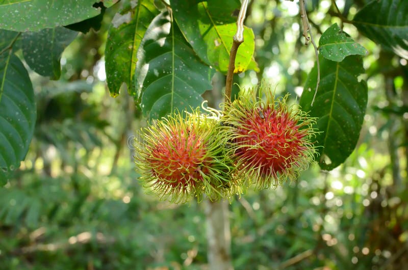 Rambutan on the tree stock photo. Image of dessert, nature - 43392792