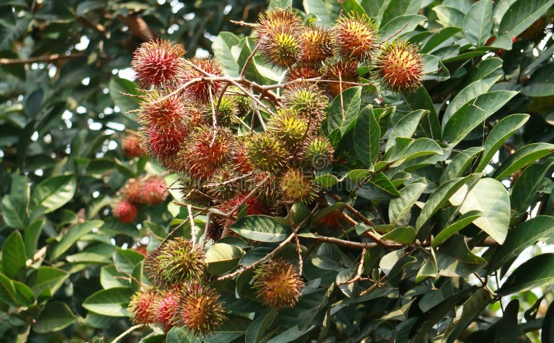 Rambutan Tree stock photo. Image of nephelium, leaf, juicy - 93000216
