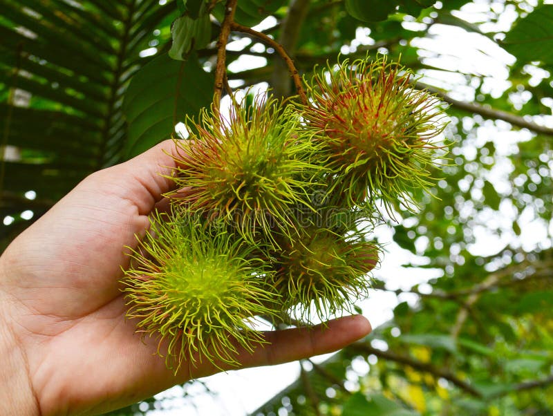 Rambutan on tree stock image. Image of delicious, green - 57289105