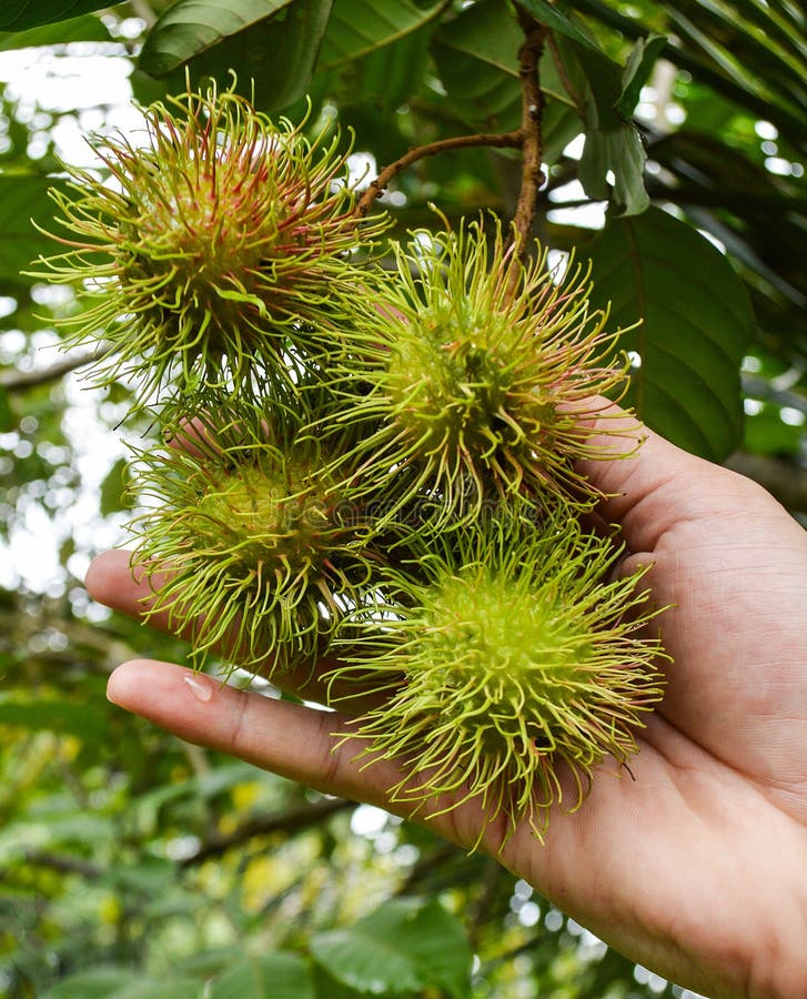Rambutan on tree stock image. Image of gourmet, asia - 57289165