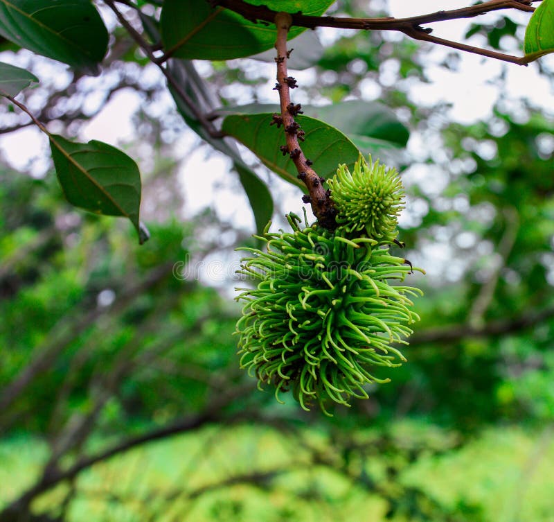 Rambutan on tree stock image. Image of leaf, healthy - 57288973