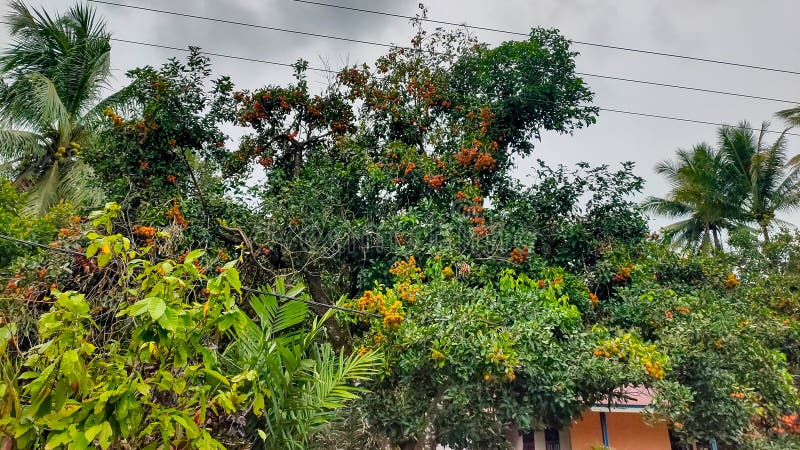 The Rambutan Tree that Grows in Front of the Resident S House is ...