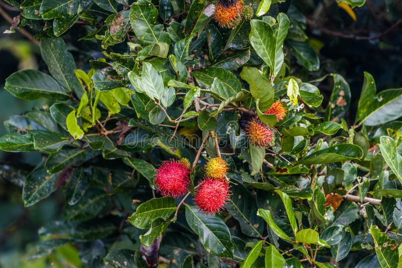 The Rambutan Tree Has Broad Green Leaves and is Bearing Red Fruit Stock ...