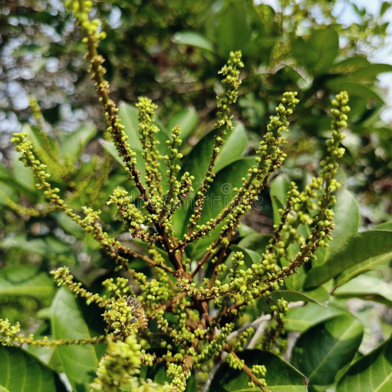 A Rambutan Tree that Has Started To Produce Flowers is a Sign that it ...