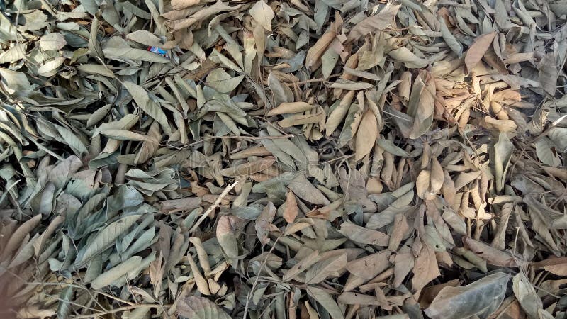 Rambutan Tree Leaves that Dry and Fall from the Twigs Stock Image ...