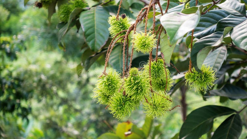 Rambutan Tree with Red Fruits Stock Photo - Image of rambutan, tree ...