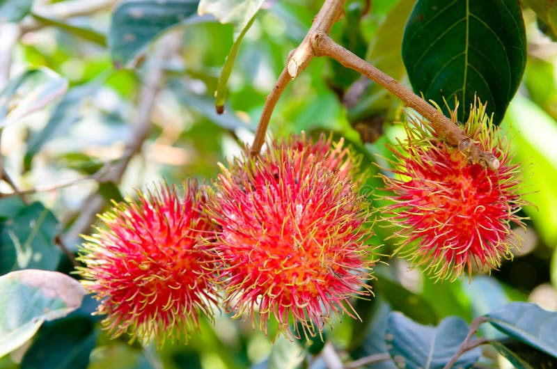 The rambutan on tree stock image. Image of crop, asian - 30777449