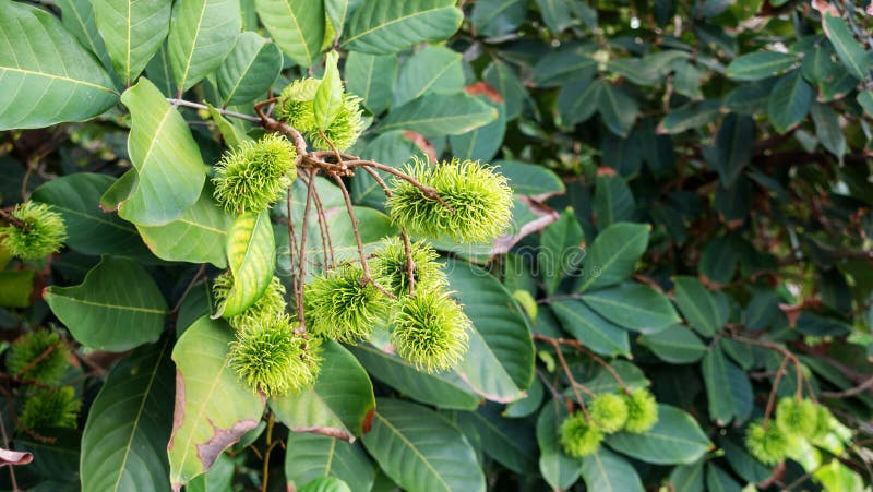 Rambutan Tree in an Orchard Stock Image - Image of nutrition, tropical ...