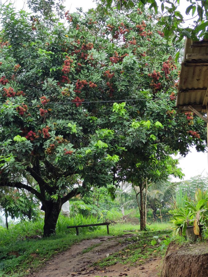 Rambutan Tree with Red Fruits Stock Photo - Image of rambutan, tree ...