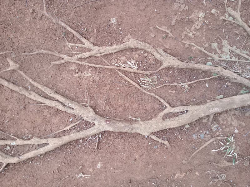 Rambutan tree roots stock photo. Image of growth, light - 298053158