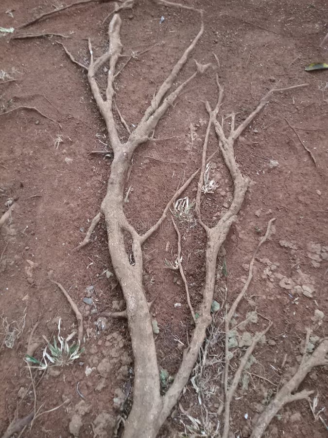 Rambutan tree roots stock photo. Image of landscape - 298053418