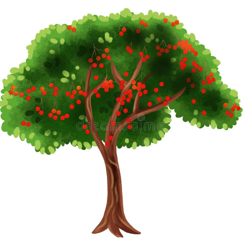 Rambutan Tree Tropical Fruit from Indonesia Bitmap Coloring ...