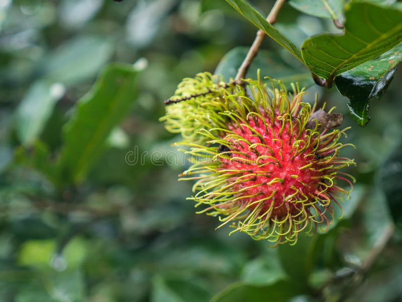 Rambutan Tree, Tropical Fruit Stock Image - Image of green, food: 138595771
