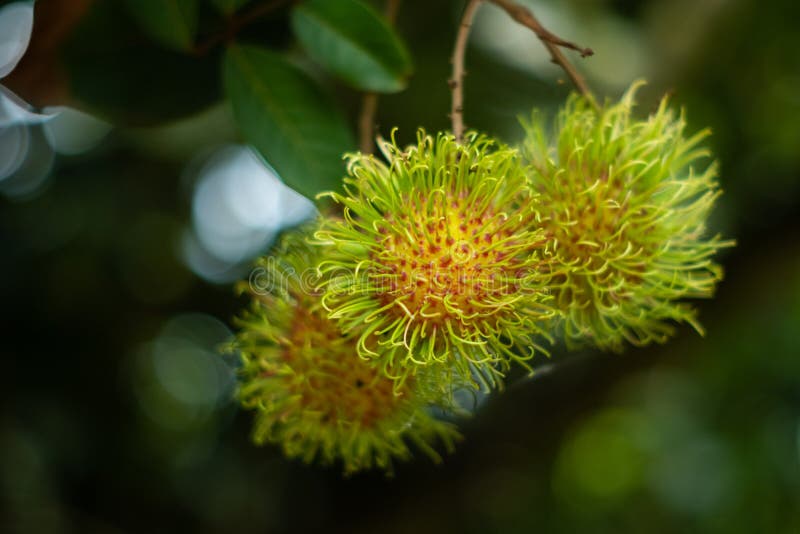 The Rambutan is on the Tree Stock Photo - Image of fruit, tree: 118165370