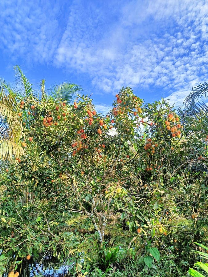 Rambutan Trees Bearing Abundant Fruit on the Plantation. Stock Image ...