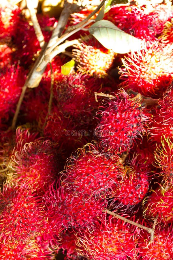 Rambutan Tropical Fruit stock image. Image of fruit, lychee - 29572537