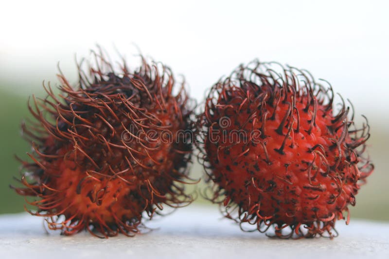 Rambutan Fruit. Beautiful Red Tropical Fruit. Stock Photo - Image of ...