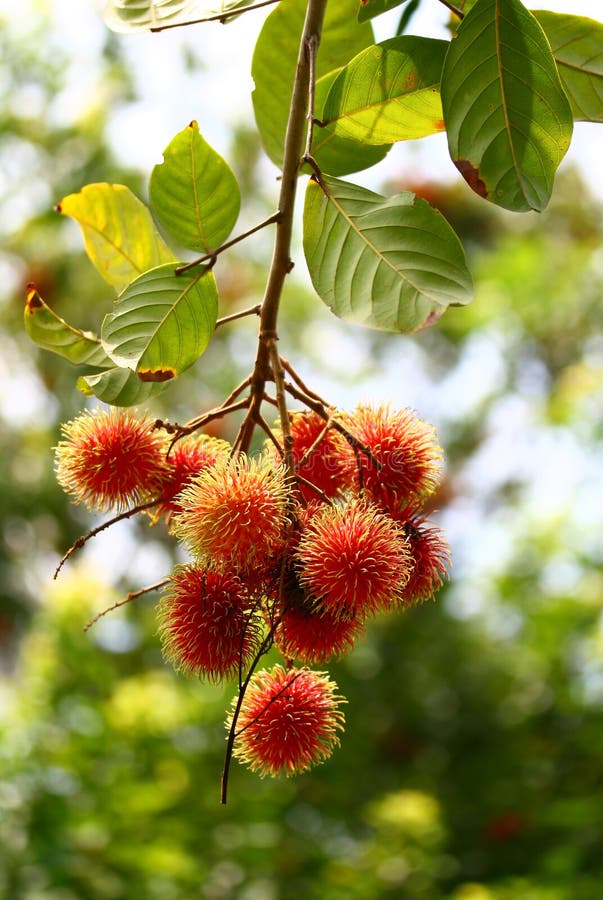 Rambutan stock photo. Image of green, healthy, crop, food - 42620202
