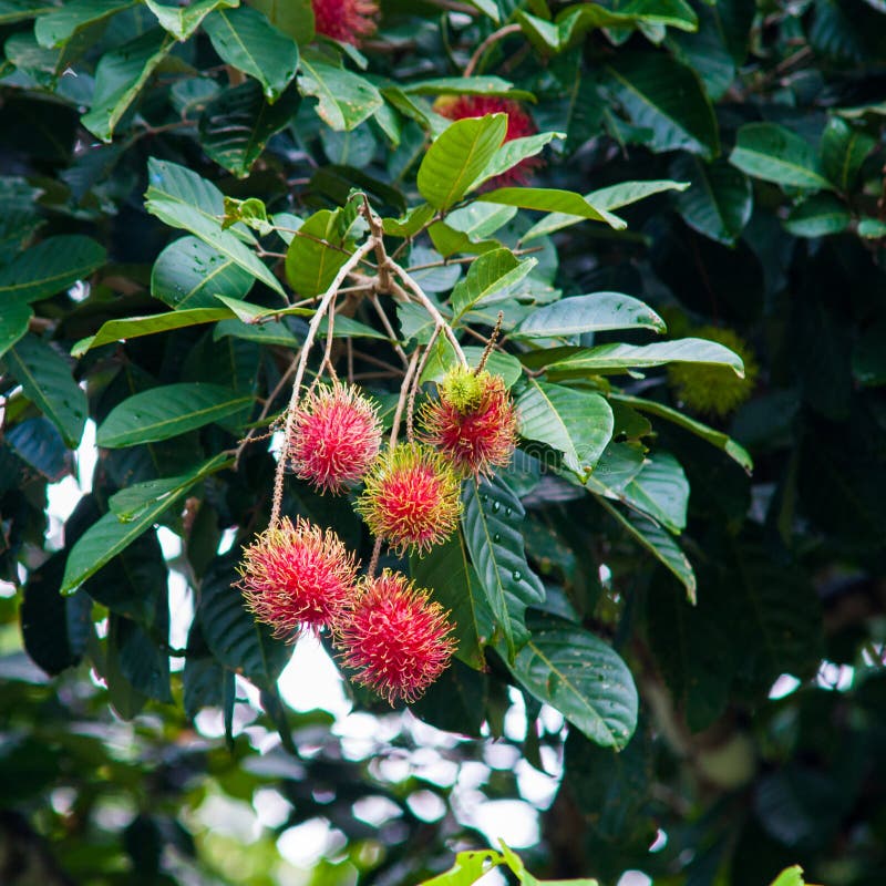 Rambutan a Tropical Fruit stock photo. Image of nature - 76924392