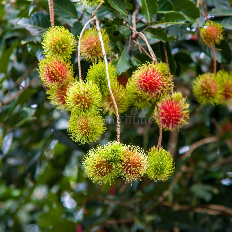 Rambutan a Tropical Fruit stock photo. Image of healthy - 76924724