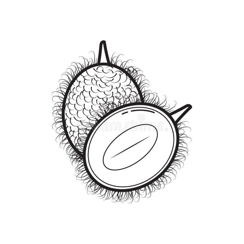 Rambutan. Vector Illustration Decorative Design Stock Vector ...