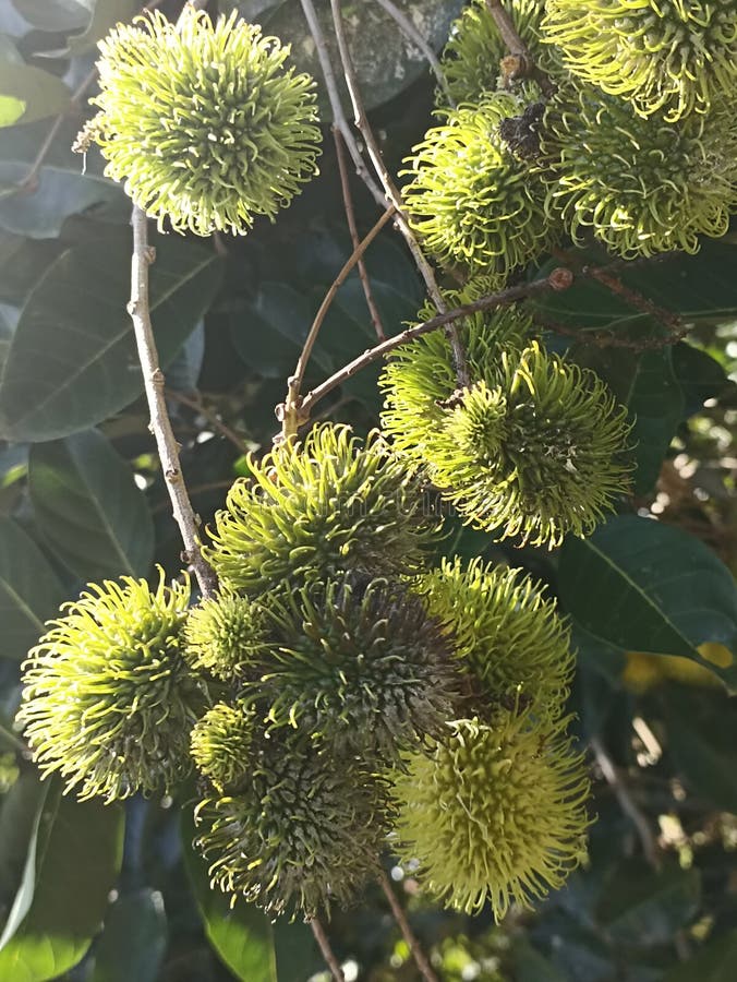 Rambutans on farms stock photo. Image of fruit, rambutans - 264188172